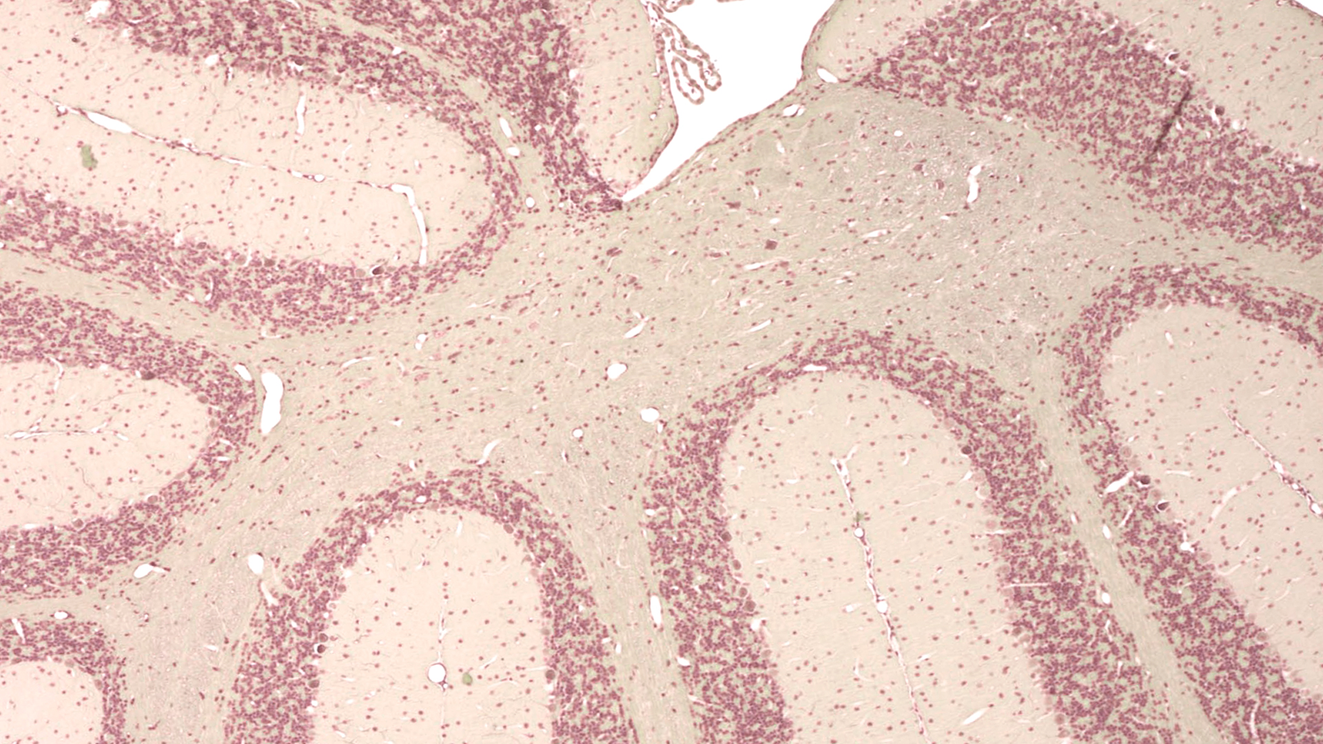 YouTube privacy notification and disclaimer